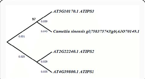 Phylogenetic Tree Analyzed By Maximum Likelihood Method Using Mega 70