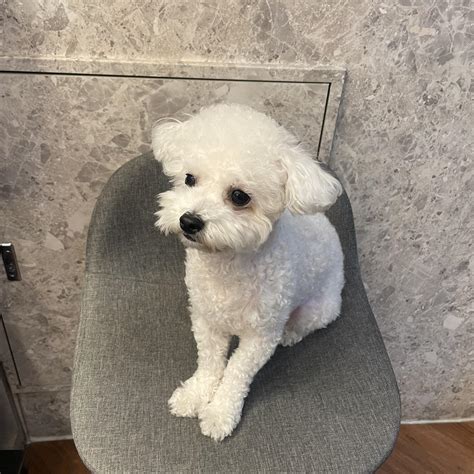 비숑프리제 호빵이 말티즈무료분양 고양이품종 털안빠지는강아지 애견 강아지키우기 샴고양이 아메리칸숏헤어 말티푸무료분양 강아지무료분양 유기견무료분양 유기묘입양 유기묘무료