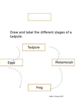 My Tadpole Research Project By Brittni Chaney Teachers Pay Teachers