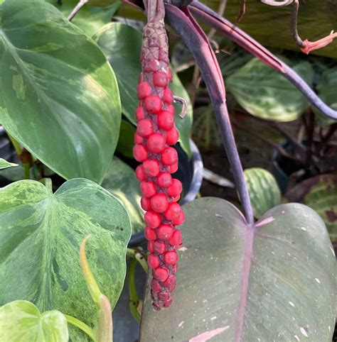 Anthurium Seeds [is Growth Possible Where Can You Buy It]