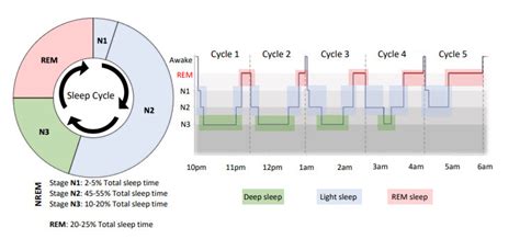 Sleep Architecture Which Shows The Typical Percentage Of Time Spent Download Scientific