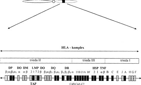 The gene map of the HLA complex Obr 1 Génová mapa HLA komplexu Download Scientific Diagram