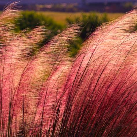 Muhlenbergia Capillaris Pink Muhly Grass 20 Seeds £349 Heartwood Seeds