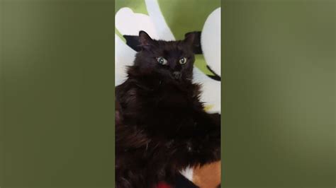 душ не баня помыл яйца и до свидания Youtube