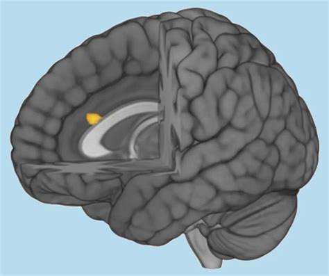 Anterior Cingulate Cortex