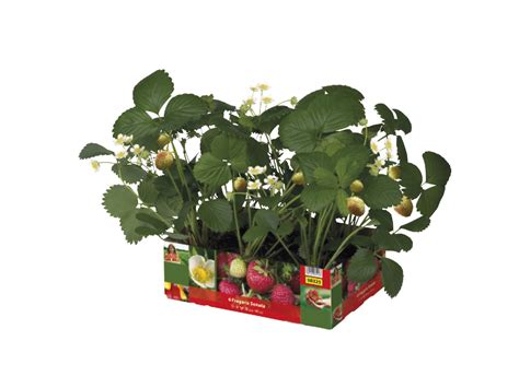 6 Strawberry Plants1 Lidl Great Britain Specials Archive