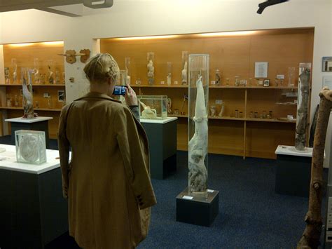 Inside Icelands Penis Museum The Largest In The World Travel Noire