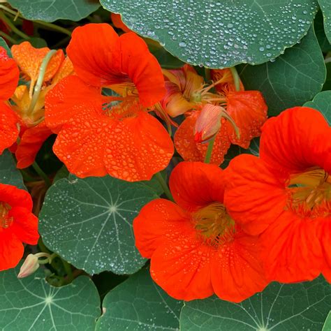 Nasturtium Empress Of India 15 Seeds Small Garden Sowing