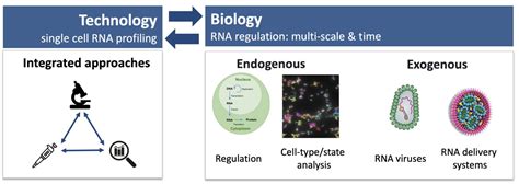 Florian Muller Quantitative Rna Imaging Research Institut Pasteur
