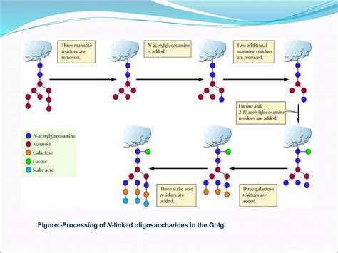 Protein Sorting And Targeting Ppt