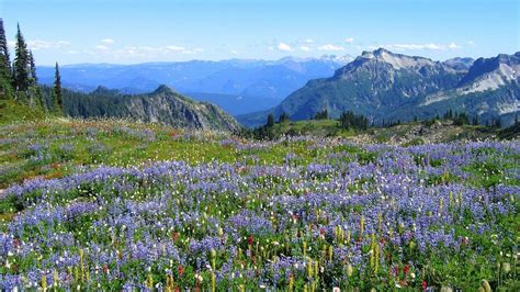 Meadow Wallpapers Top Free Meadow Backgrounds Wallpaperaccess