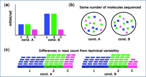 How Assumptions Provide The Link Between Raw RNA Seq Read Counts And Meaningful Measures Of Gene