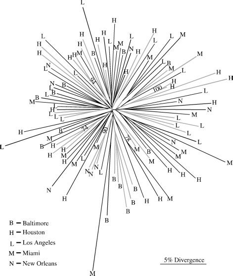 Phylogenetic Relationship Of The 100 Hiv 1 Subtype B Sequences Is Download Scientific Diagram