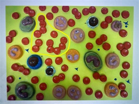 Chapter 4 Lab Flashcards Quizlet