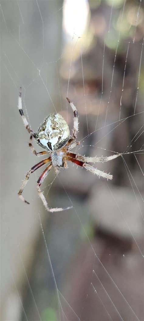 Spider On Spider Web Pixahive