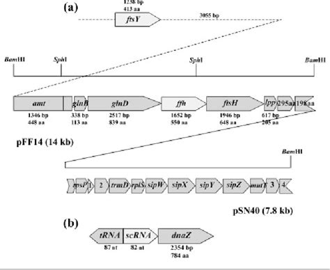 Figure 1 From Streptomyces Lividans Contains A Minimal Functional