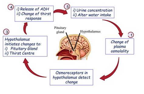 Control Of Plasma Osmolality Flashcards Quizlet