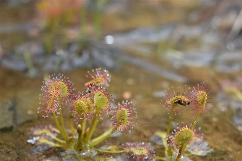 モウセンゴケとは虫を捕食する植物育て方のポイントや花言葉とはGreenSnapグリーンスナップ
