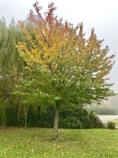 This Tree Perfectly Depicts The Gradient Of Fall R Pics