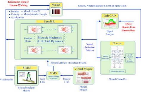 possible simulation strategy for closed loop systems of locomotor