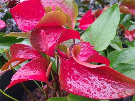 වටිනා යාලුවො දෙන්නෙක් ඉන්නව 🥰🥰🥰 Krishantha Fernando