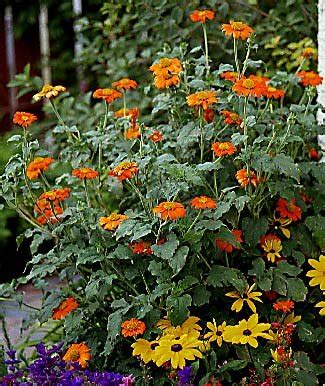 Mexican Sunflower Planting And Care Information Plant Guide