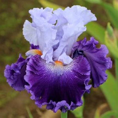 Iris Plant Easy To Plant Perennial Iris Roots Fragrant Cut Flower