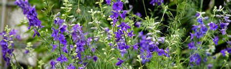 Intro To Ai For Igcs With Katie Elzer Peters The Garden Of Words