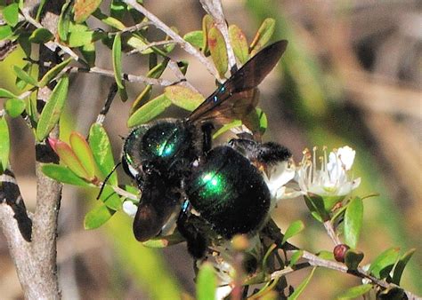 Metallic Carpenter Bee Xylocopa Lestis Bombylans