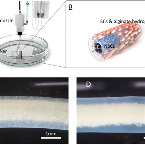 Schematic Views Of Extrusion Setup A And Sc Nsc Core Shell Fiber B Download Scientific