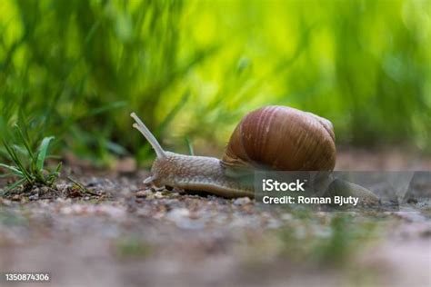갈색 껍질이 있는 달팽이가 길을 따라 기어다 배경은 녹색이며 쉘은 갈색입니다 사진에는 멋진 보케가 있습니다 갈색에 대한 스톡 사진 및 기타 이미지 Istock