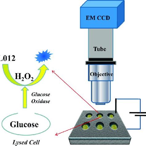 Schematic Electrochemiluminescence Imaging Setup And The Detection