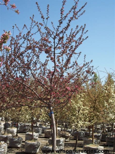 Camelot Flowering Crabapple Wilson Nurseries