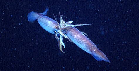 16 Things You Probably Didnt Know About Cephalopod Sex MBARI
