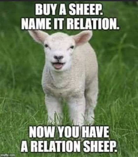 Sheep Memes Humor