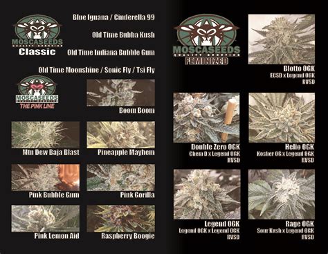 Raspberry Boogie Regular Southern Oregon Seeds