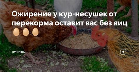 Ожирение у кур несушек от перекорма оставит вас без яиц 🥚🥚🥚 Курочка Дзен