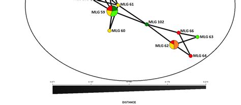 Minimum Spanning Network Based On Bruvos Genetic Distance For