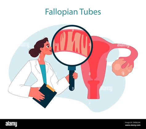 Fallopian Tubes Doctor Examining Fallopian Tubes Using Magnifying Glass Female Anatomy And