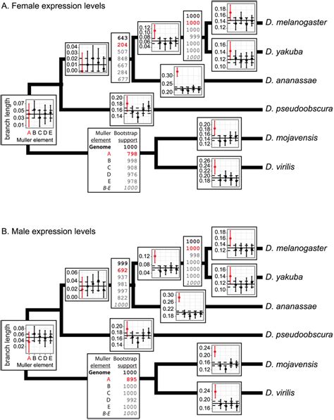 Branch Length Estimates And Bootstrap Support From Expression Level Download Scientific Diagram