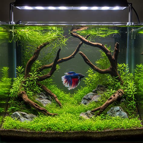 5 Gallon Betta Tank Setup