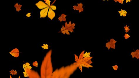 Leaf Falling Autumn Season Leaf Falling Stock Motion Graphics Sbv