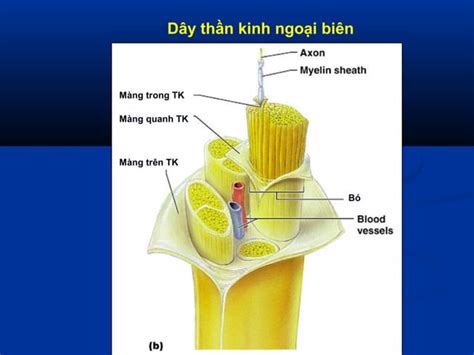 Gi I Ph U D N Truy N Th N Kinh Ppt