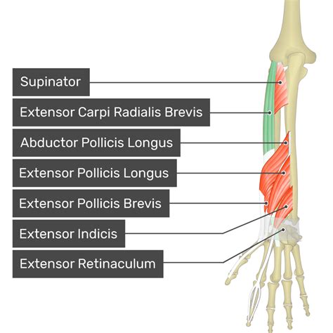 Extensor Pollicis Longus And Extensor Pollicis Brevis