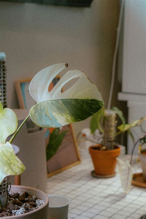 현대적인 실내 환경에서의 생동감 넘치는 몬스테라 식물 · 무료 스톡 사진