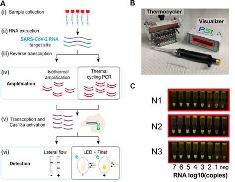 Cas13‐based Methods And Detection Of Sars‐cov‐2 Rna Using Cas13‐based