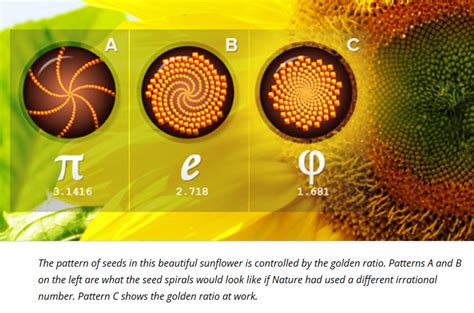 Recreational Mathematics Pi E Phi And Sunflowers