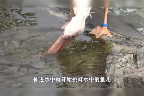 大鲶鱼躲在洞里挑衅白鹭白鹭也是个戏精镜头拍下搞笑一幕 白鹭 挑衅 镜头