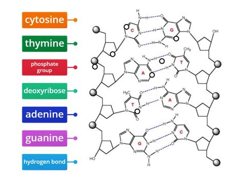 Double Stranded Dna Labelled Diagram