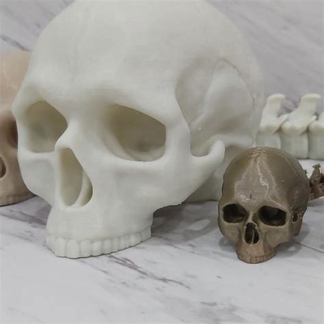 Predator Skull Trophy Etsy
